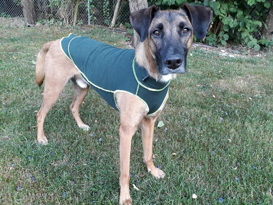 Quinto thermal underwear heat level 1 - Sofadogwear